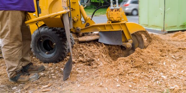 How to Find Reliable Stump Grinding Service Near Me? - Platinum Home Pros
