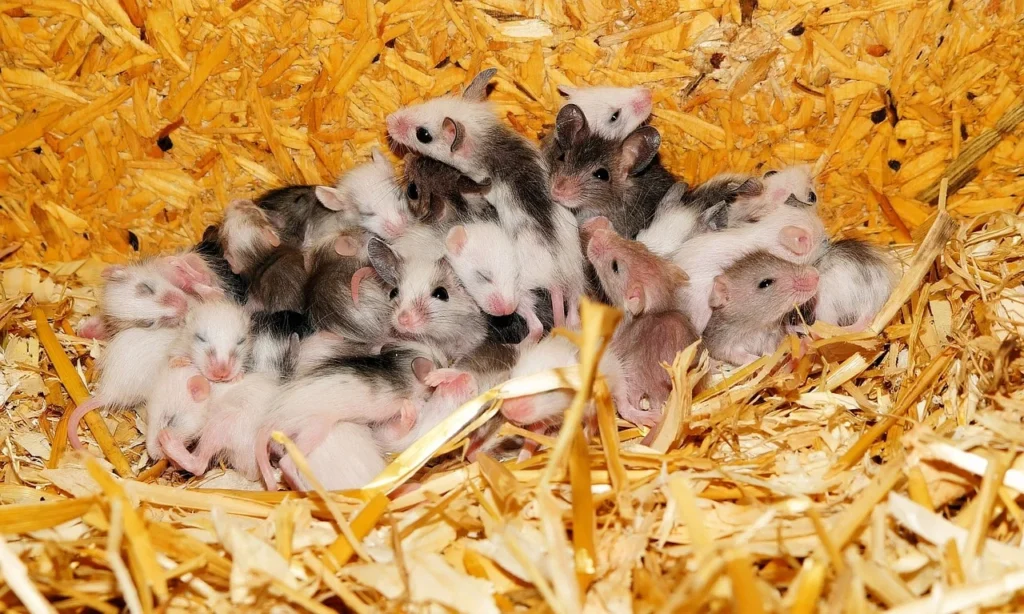 How Fast Do Rats Multiply? Understanding the Rat Breeding Cycle ...
