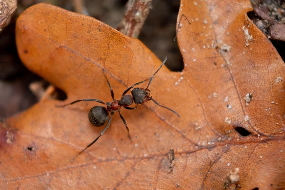 What Pests Can Use Leaf Piles as Hiding Spots in Rockville? - Platinum ...